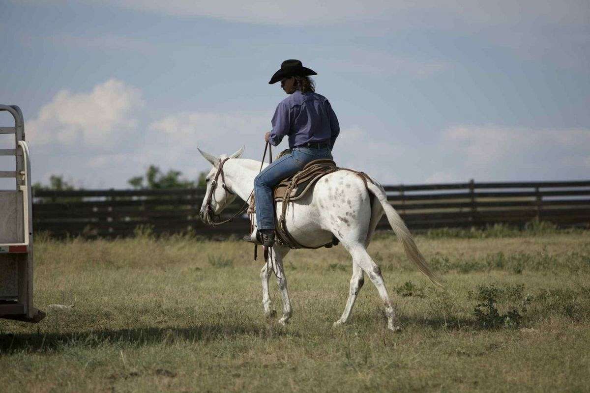 Ranch - Versatile & Well Rounded 8 Yr Old Appaloosa John Mule!