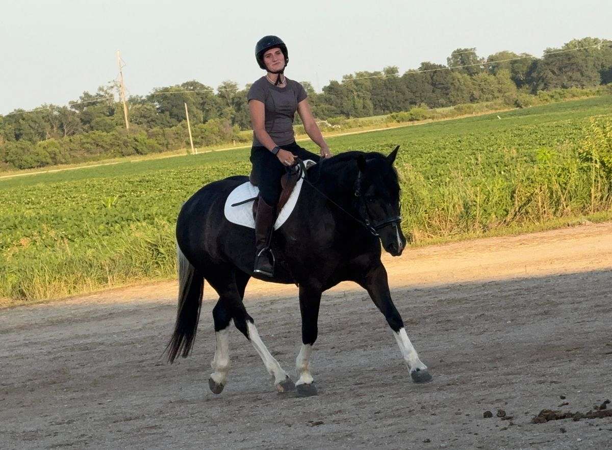 Mazy - Super Talented & Elegant 4 Yr Old Paint/Welsh Cross Mare!