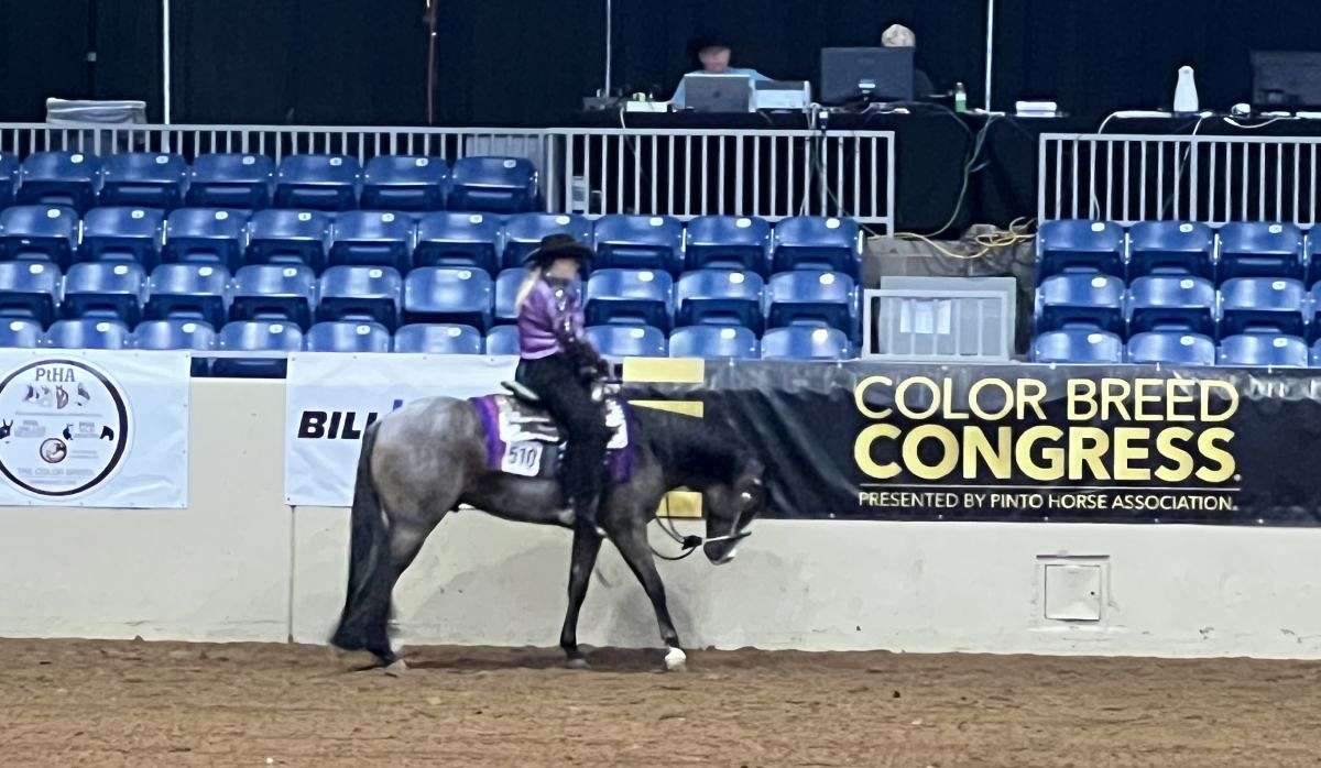 Leroy - Big Bodied Gorgeous 5 Yr Old Bay Roan APHA Gelding!