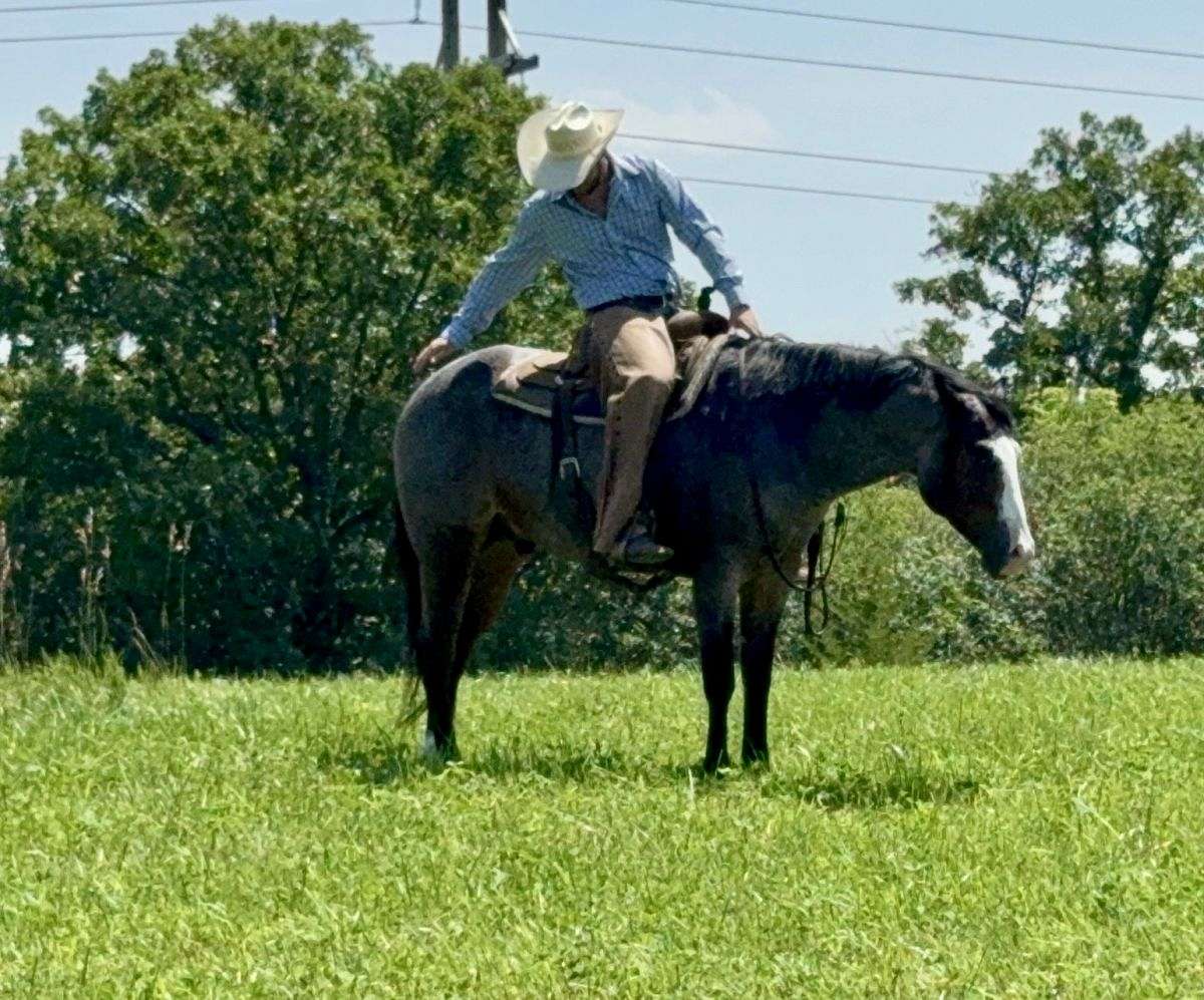 Leroy - Big Bodied Gorgeous 5 Yr Old Bay Roan APHA Gelding!