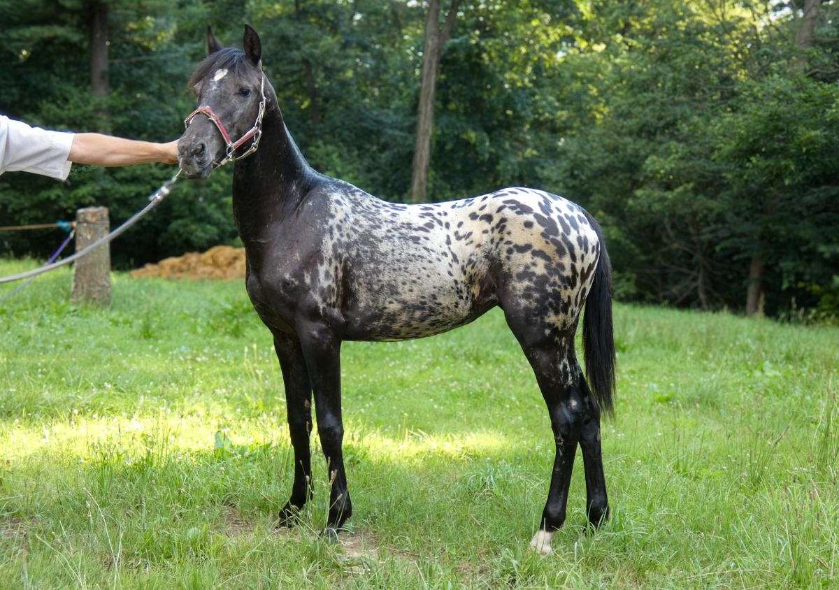 Gorgeous Yearling Leopard Appaloosa Morgan Cross