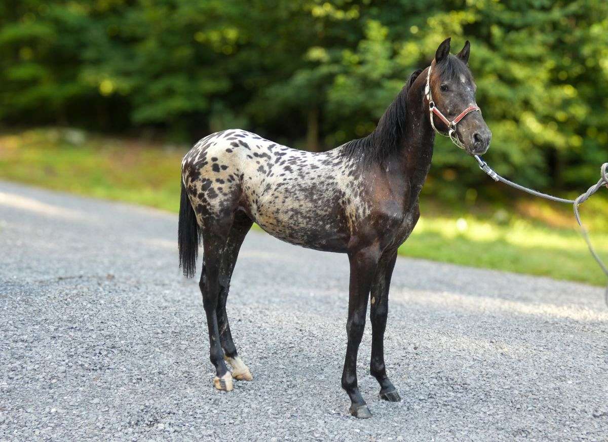 Gorgeous Yearling Leopard Appaloosa Morgan Cross