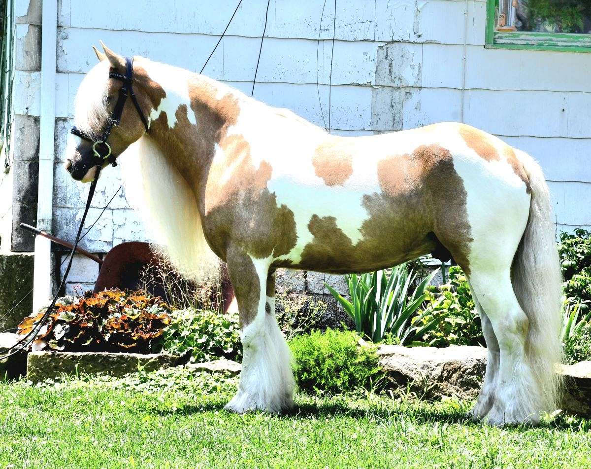 Hudson - Drop Dead Gorgeous 6 Yr Old Palomino Paint Gypsy Vanner Gelding!