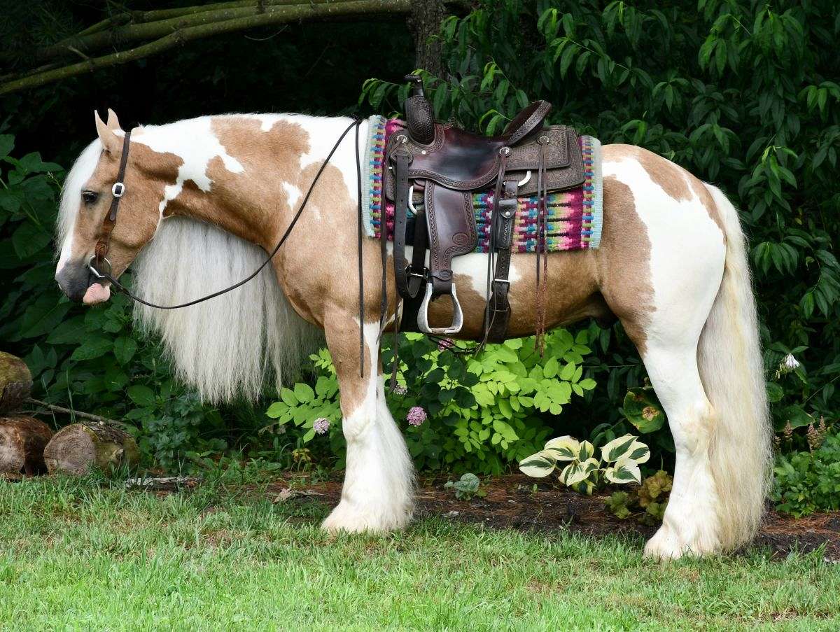 Hudson - Drop Dead Gorgeous 6 Yr Old Palomino Paint Gypsy Vanner Gelding!