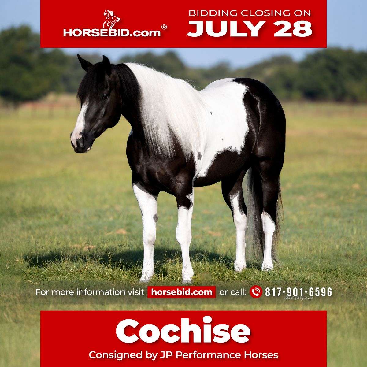 Cochise - Extremely Sweet & Versatile 6 yo Black & White Paint Gelding!