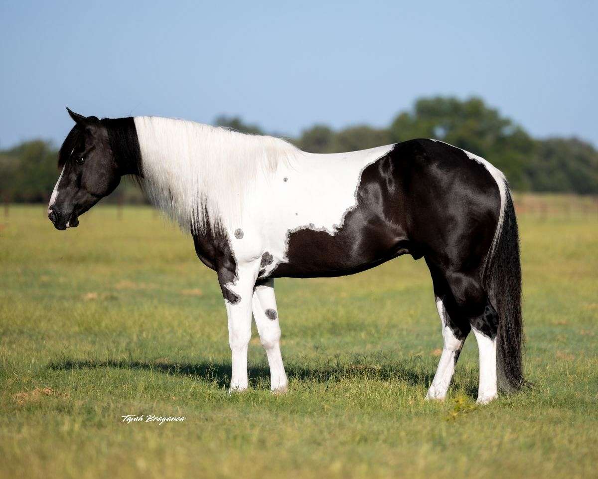 Cochise - Extremely Sweet & Versatile 6 yo Black & White Paint Gelding!
