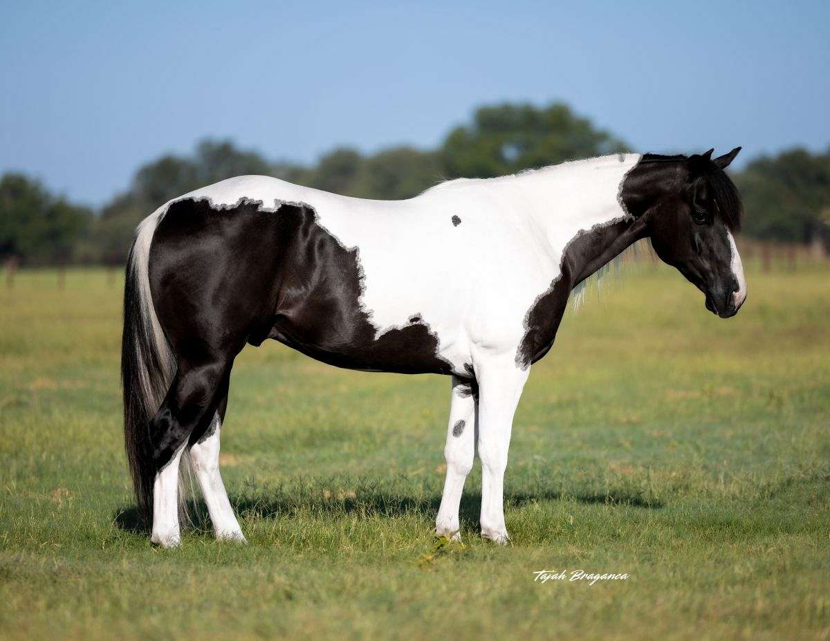 Cochise - Extremely Sweet & Versatile 6 yo Black & White Paint Gelding!