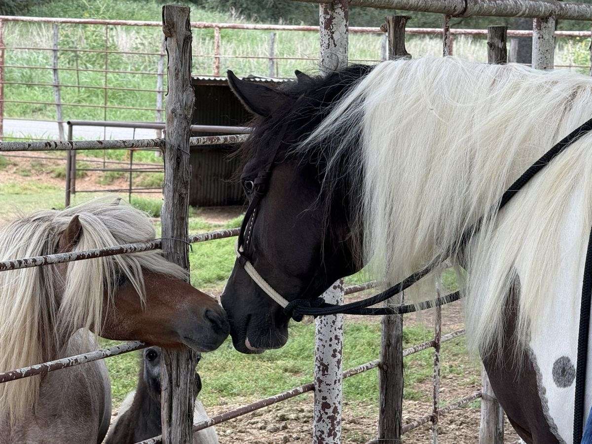 Cochise - Extremely Sweet & Versatile 6 yo Black & White Paint Gelding!