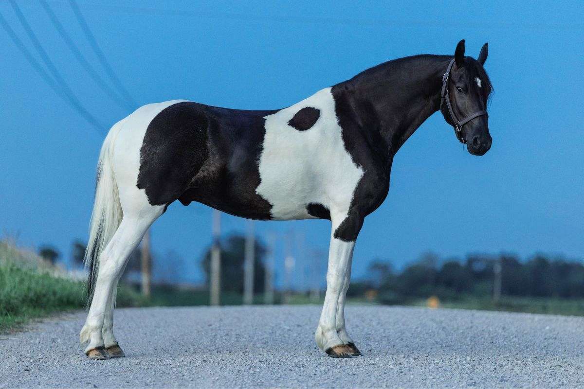 Chess - Beautiful & Versatile 5 Yr Old Paint Friesian Sport Horse Gelding!