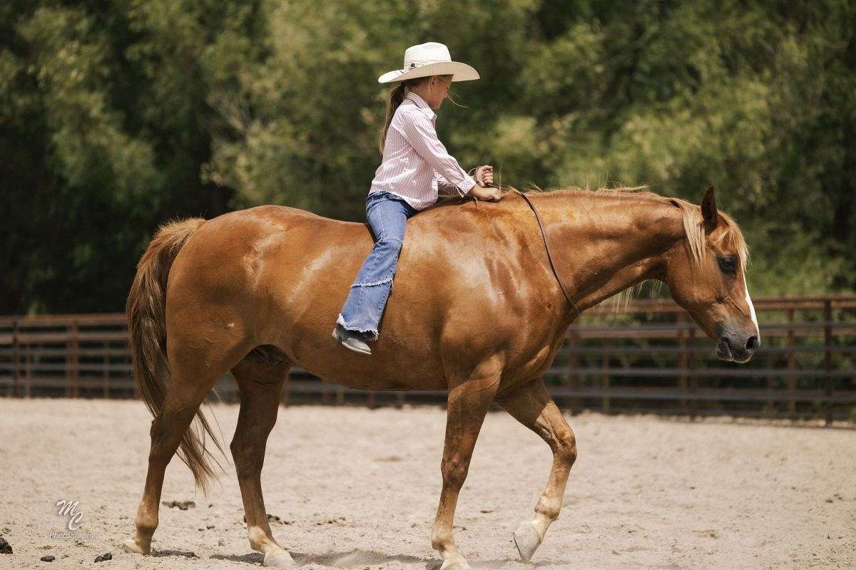 Charlie - Truly a Saint 11 Yr Old Sorrel AQHA Gelding!