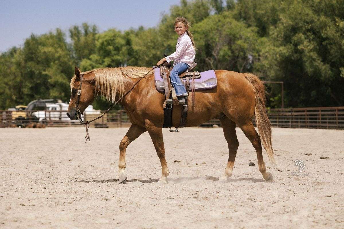 Charlie - Truly a Saint 11 Yr Old Sorrel AQHA Gelding!