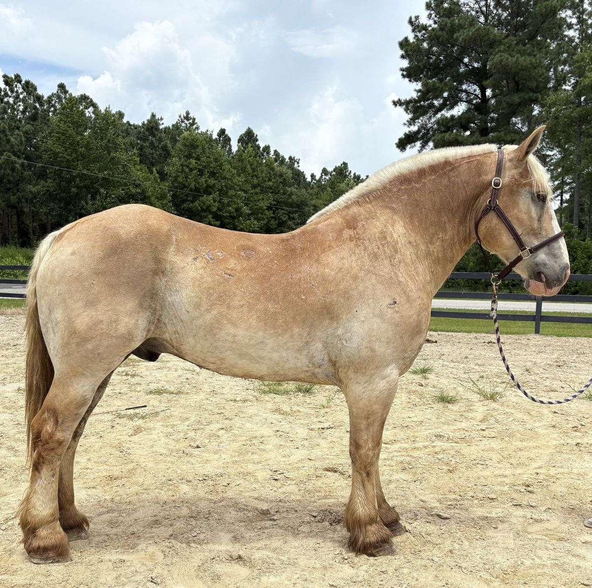 Blonde Belgian Gelding