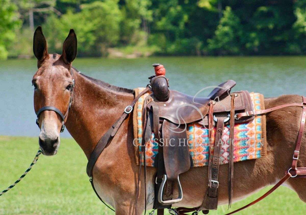 Fancy Gaited Molly Mule
