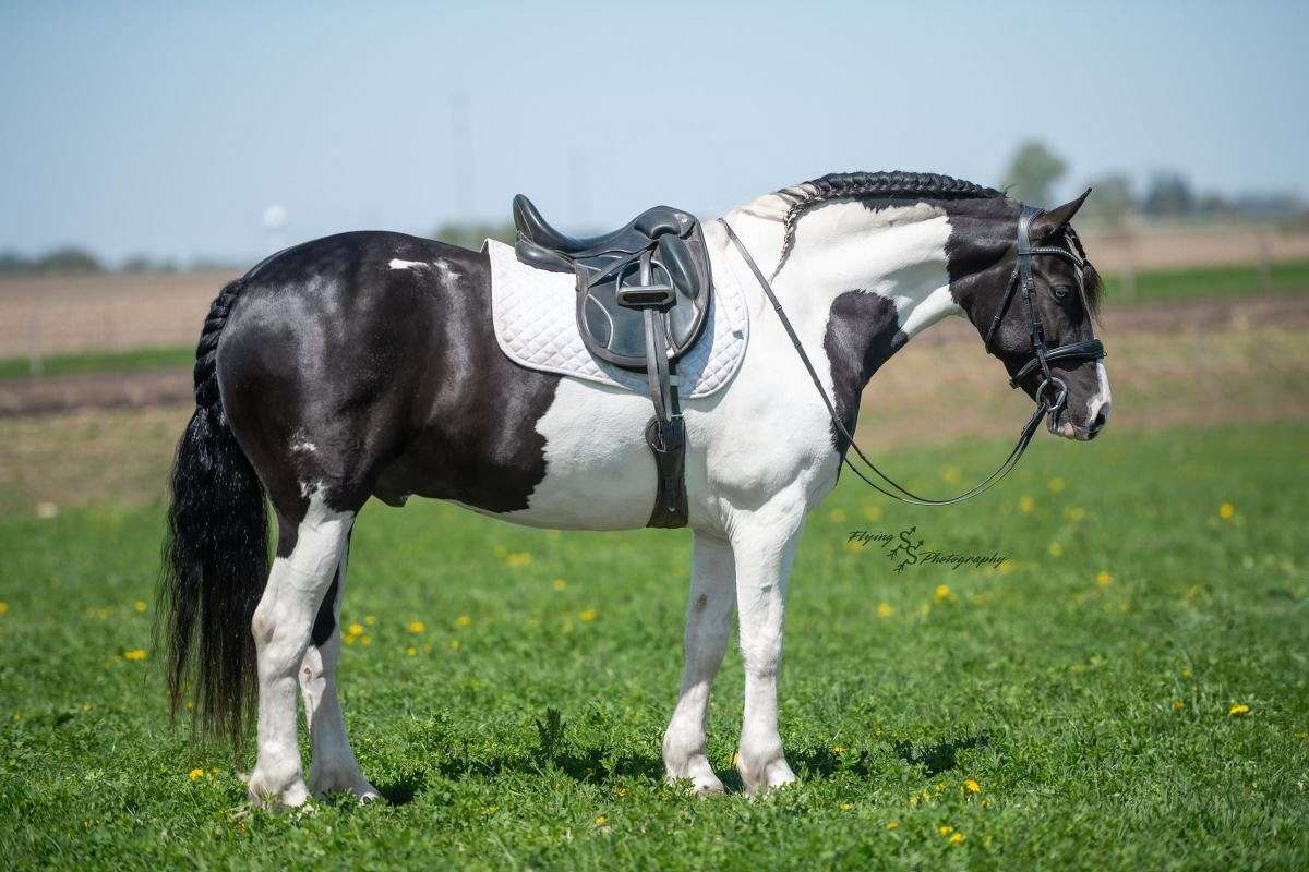 Bubbles - Super Talented 5 Yr Old Black & White Tobiano FSHR Gelding!