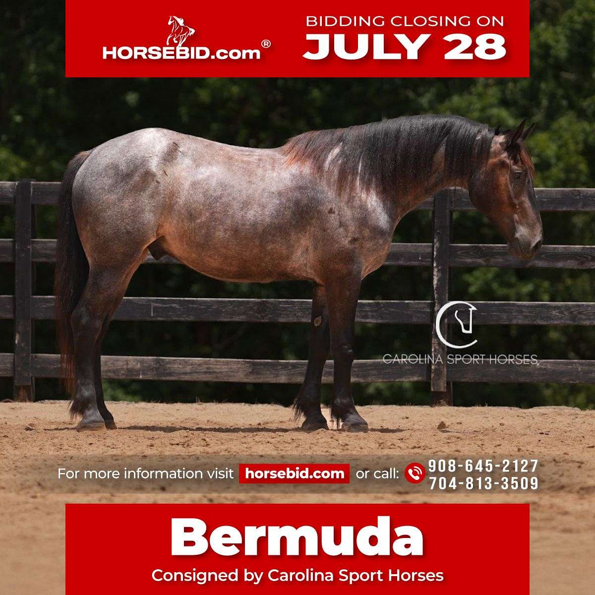 Bermuda - Quiet, Gentle, & Safe 5 Yr Old Bay Roan Percheron X QH Gelding!