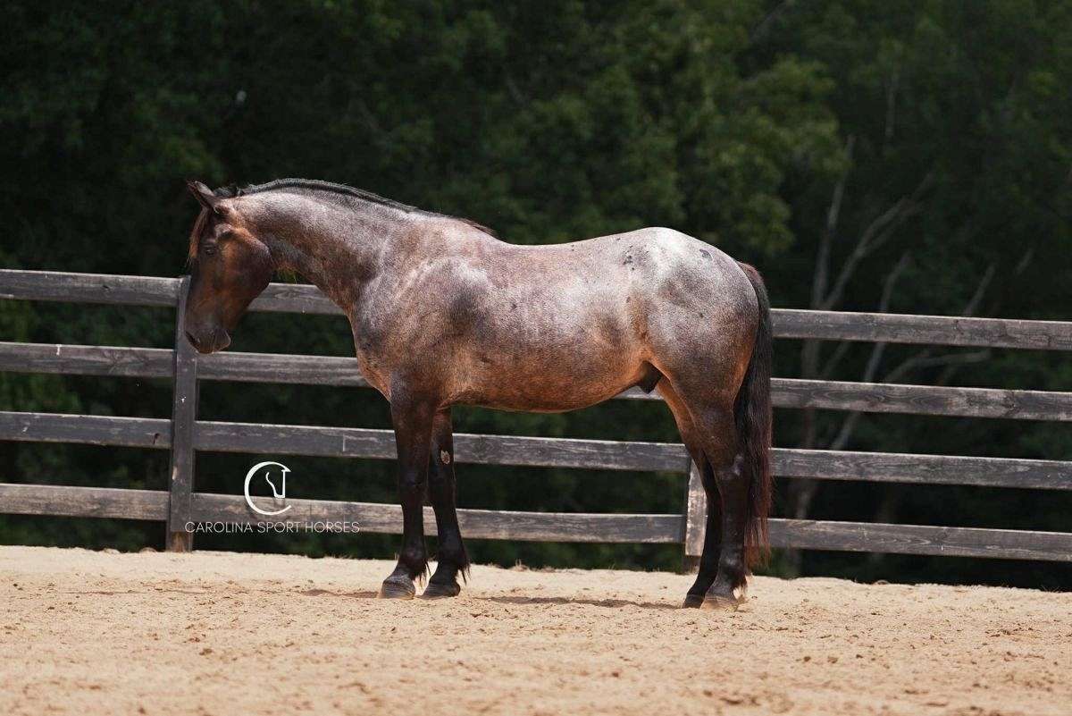 Bermuda - Quiet, Gentle, & Safe 5 Yr Old Bay Roan Percheron X QH Gelding!
