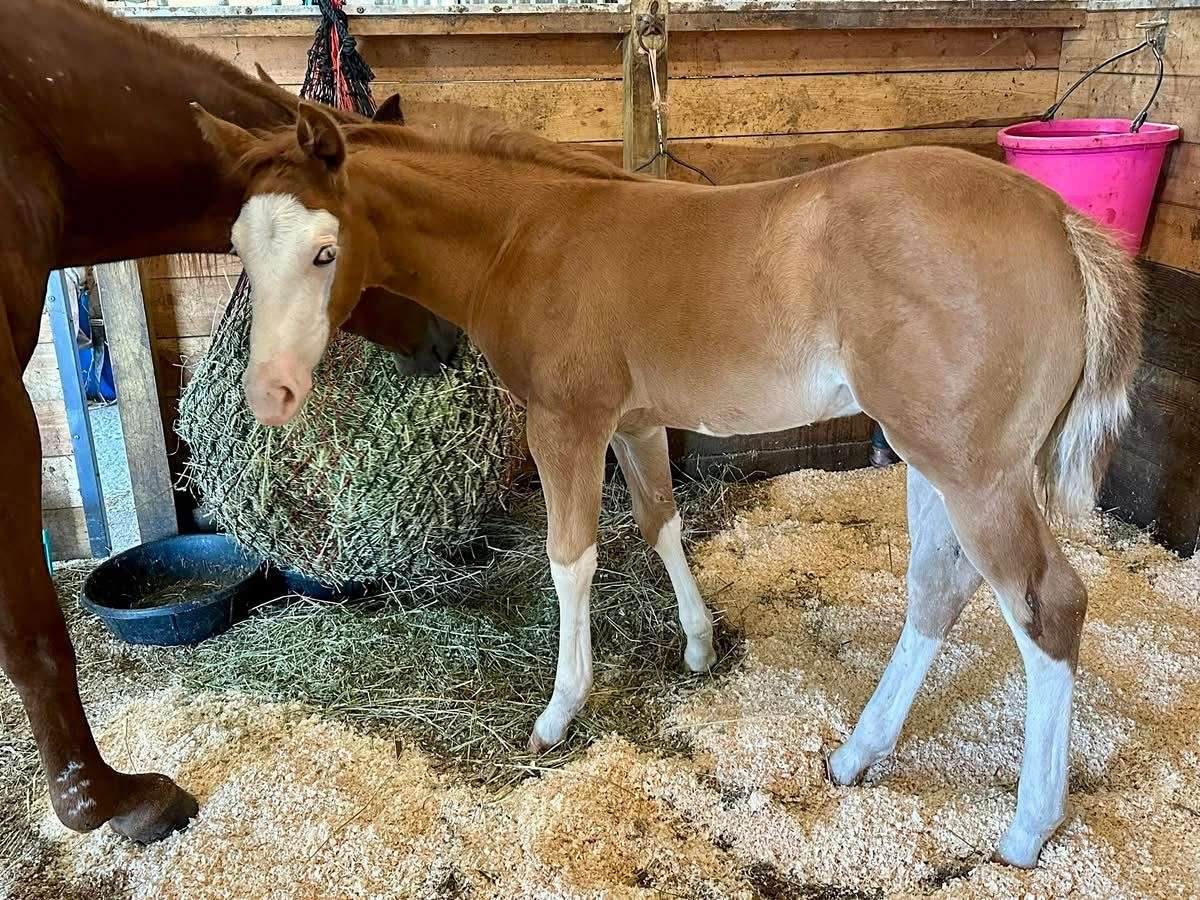 Bald Face Gunner Stallion Prospect