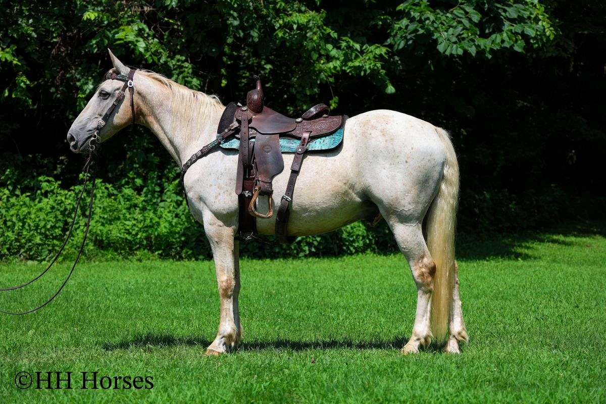 Rare, Unique Palomino and White Walkaloosa Gelding,