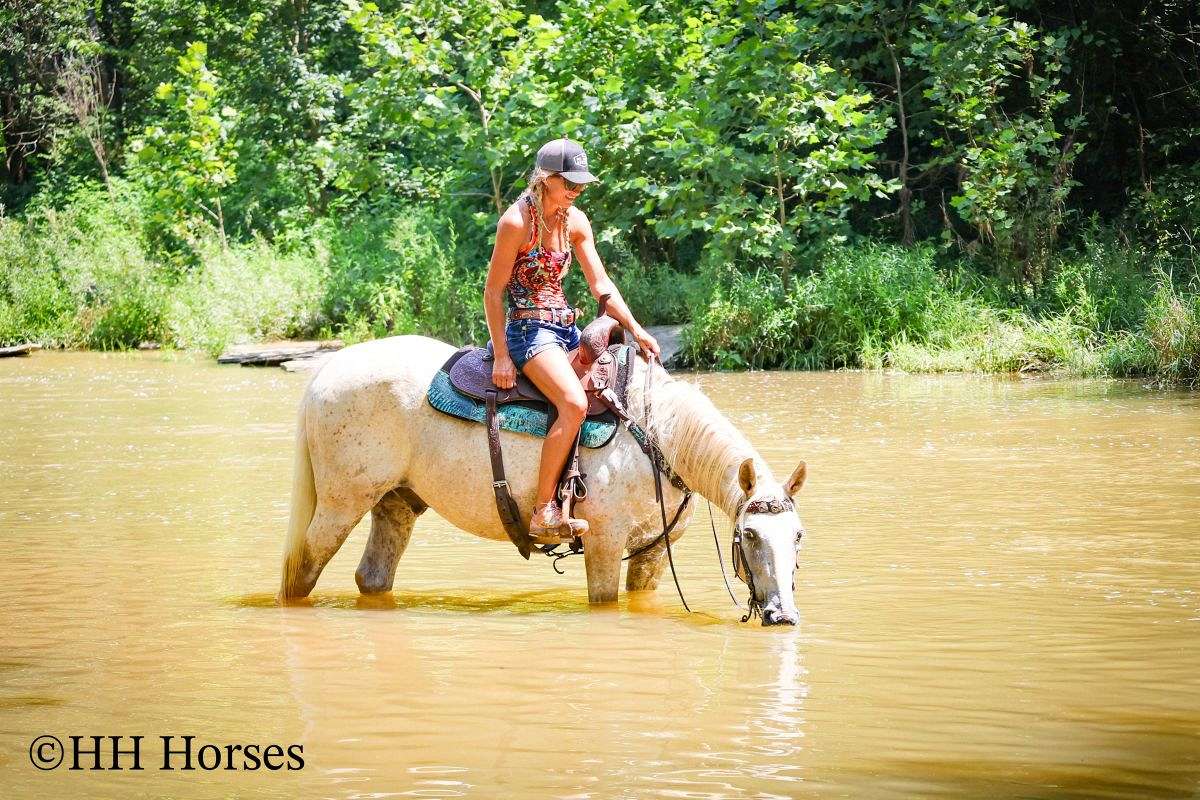 Rare, Unique Palomino and White Walkaloosa Gelding,