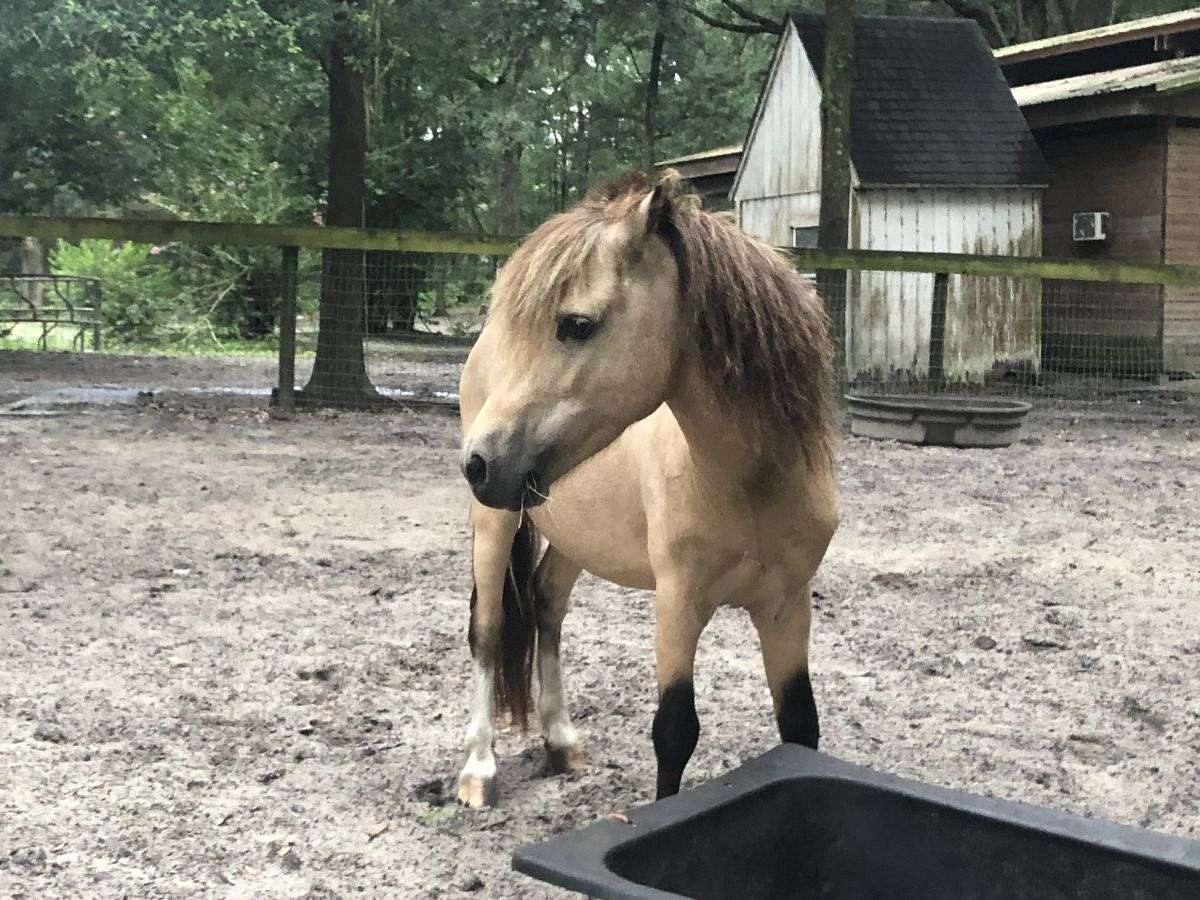 Mini Buckskin Paint Stud