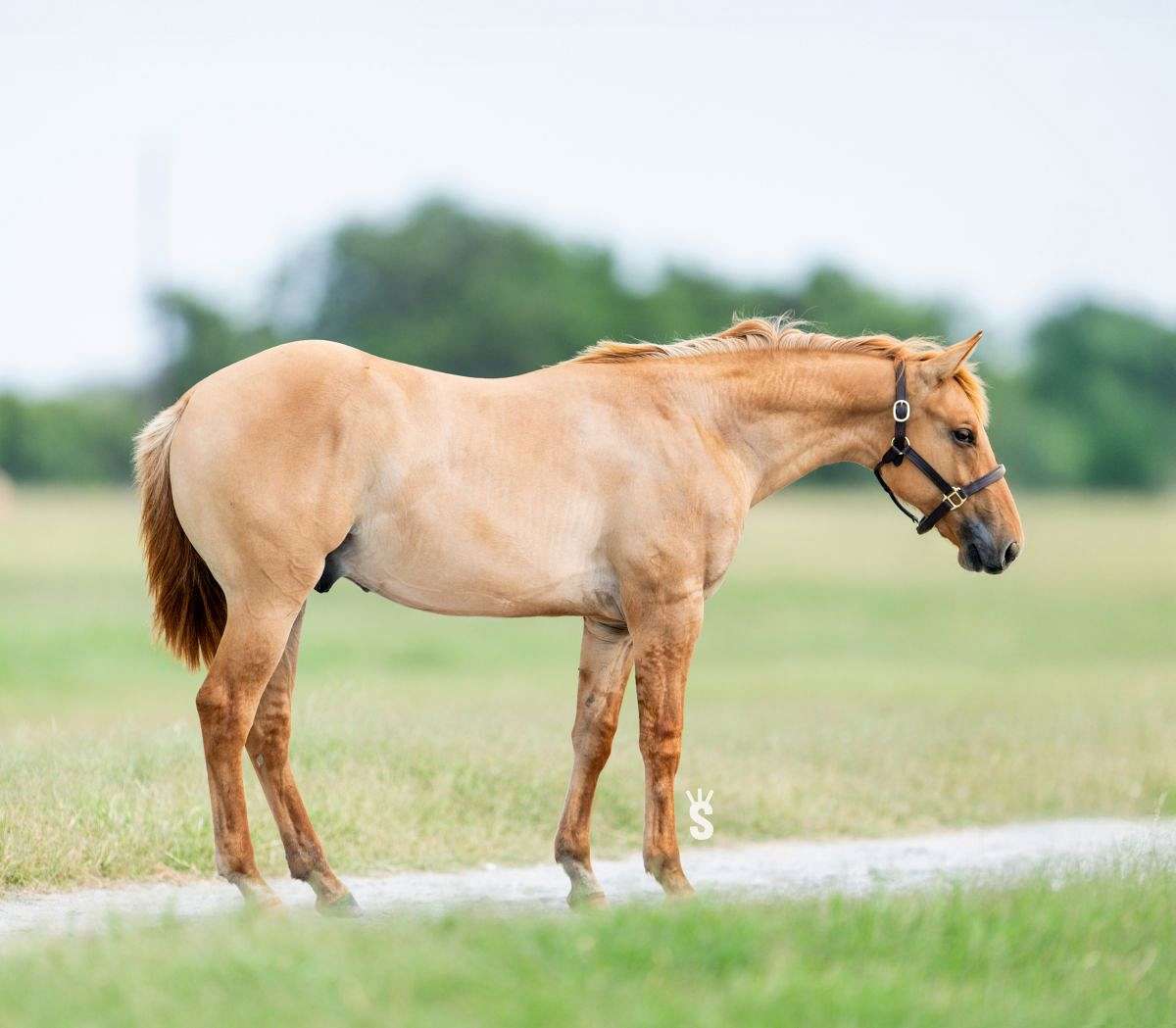 Glowin to Hollywood - Red Dun Stallion + Nhra, NRBC, Irha Eligible