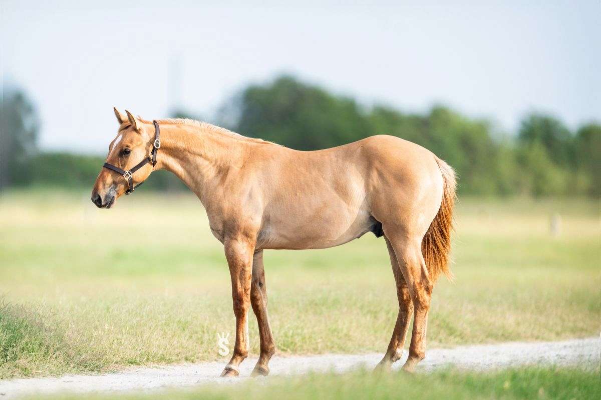 Glowin to Hollywood - Red Dun Stallion + Nhra, NRBC, Irha Eligible