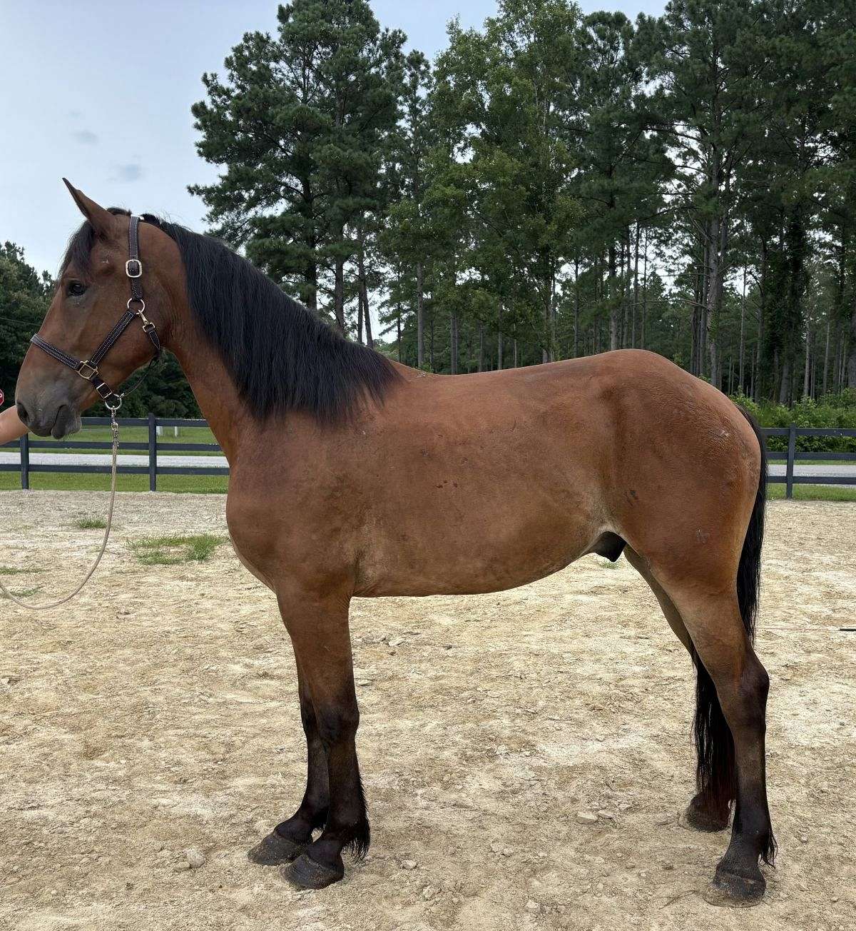 Bay Percheron QH