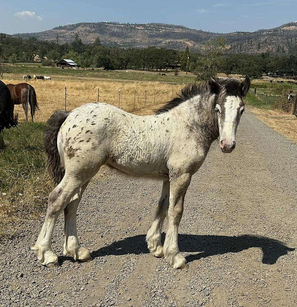 Lala Near Leopard Grey Gypsy Filly