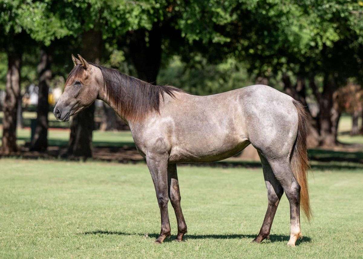 3yo Gray AQHA Filly