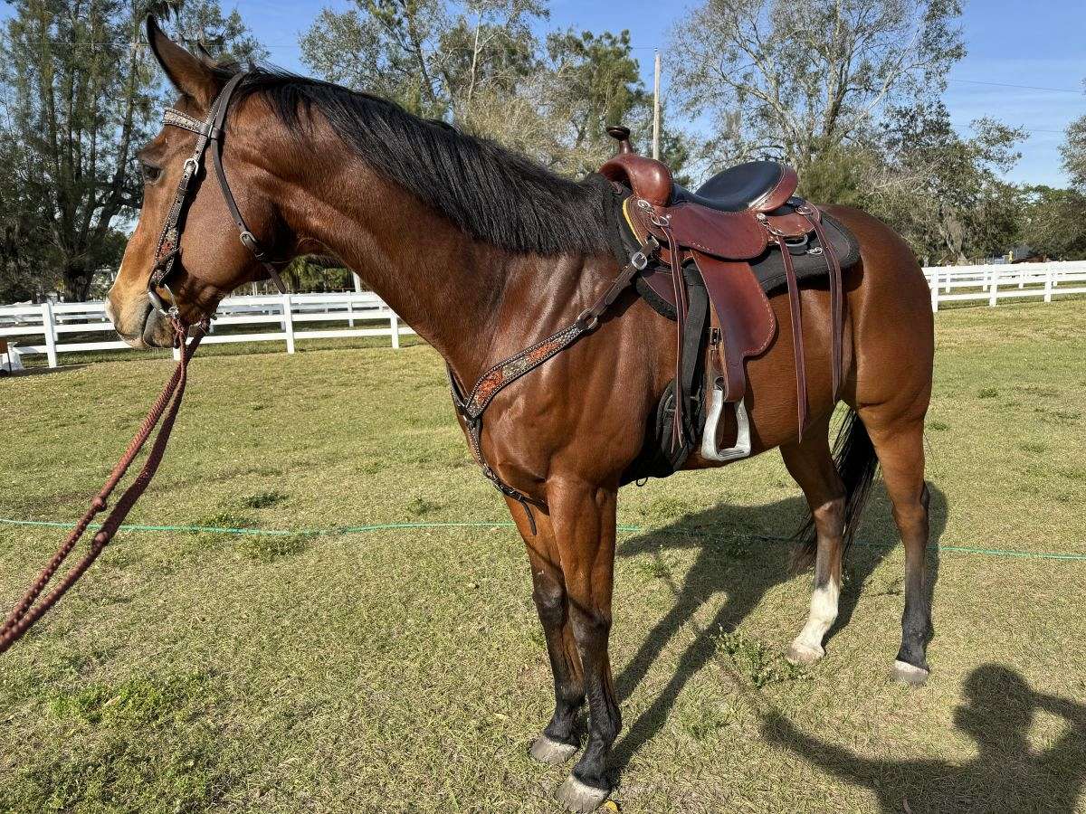 12 Yr Old Thoroughbred