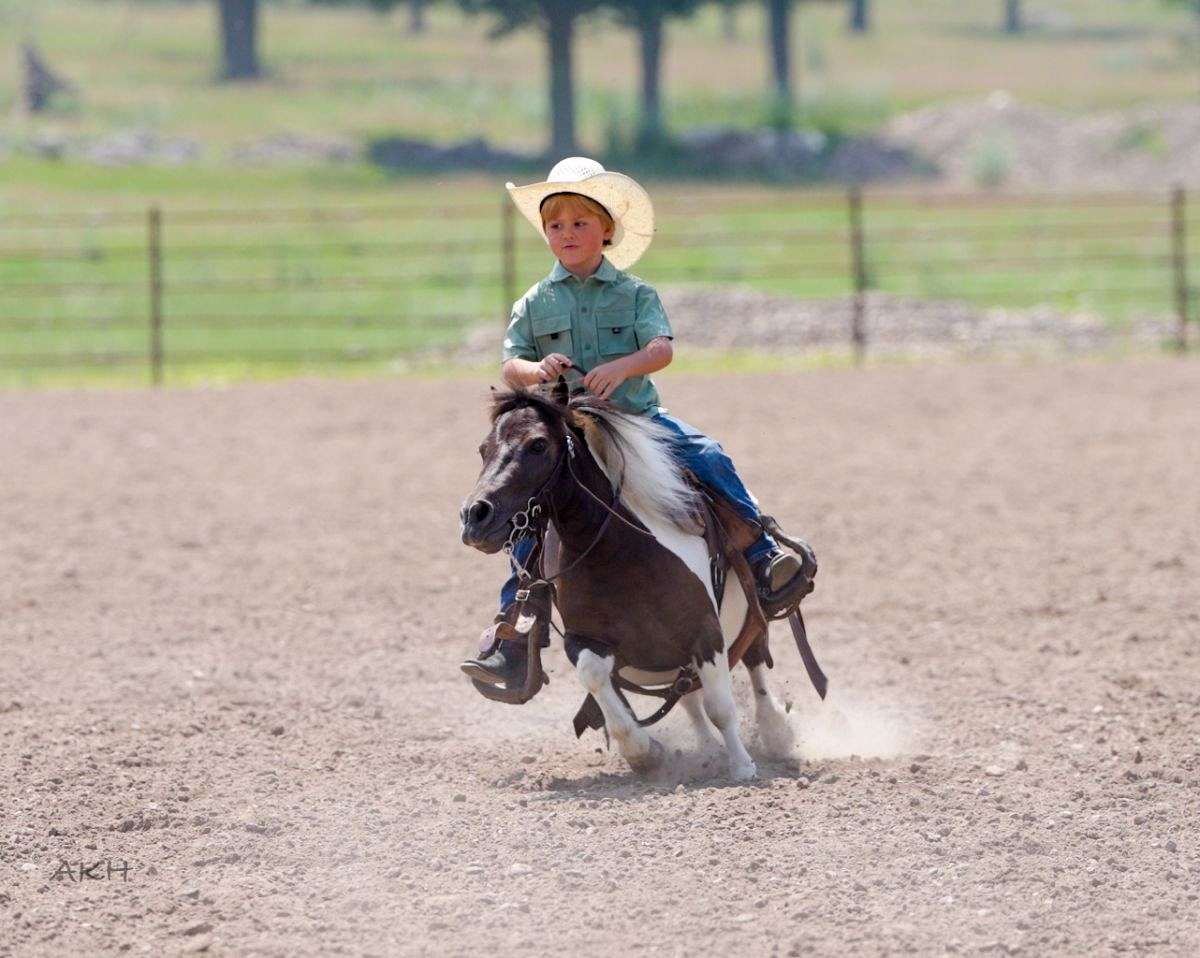 Haystack - Super Cute 4 Yr Old Black & White Pony Gelding!