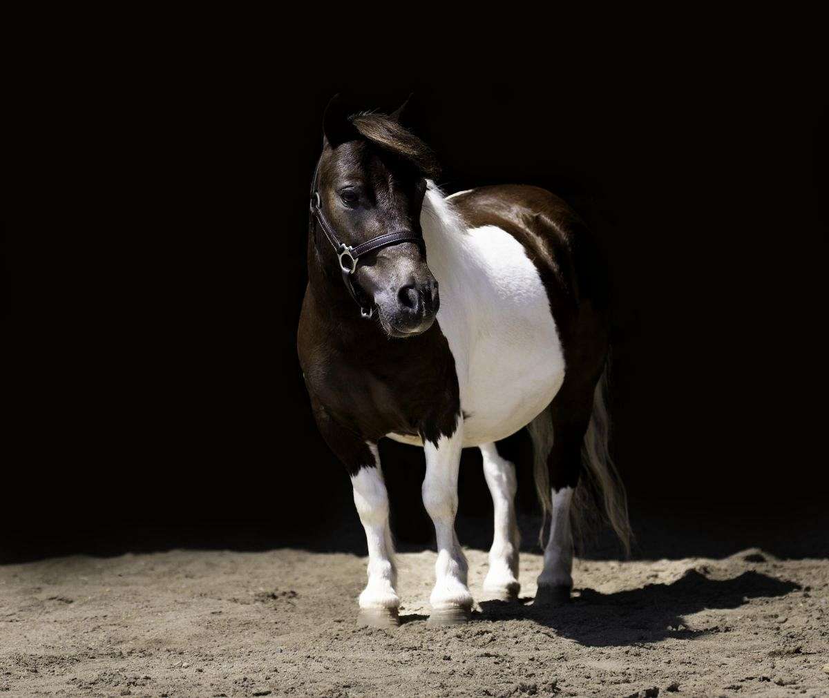 Haystack - Super Cute 4 Yr Old Black & White Pony Gelding!
