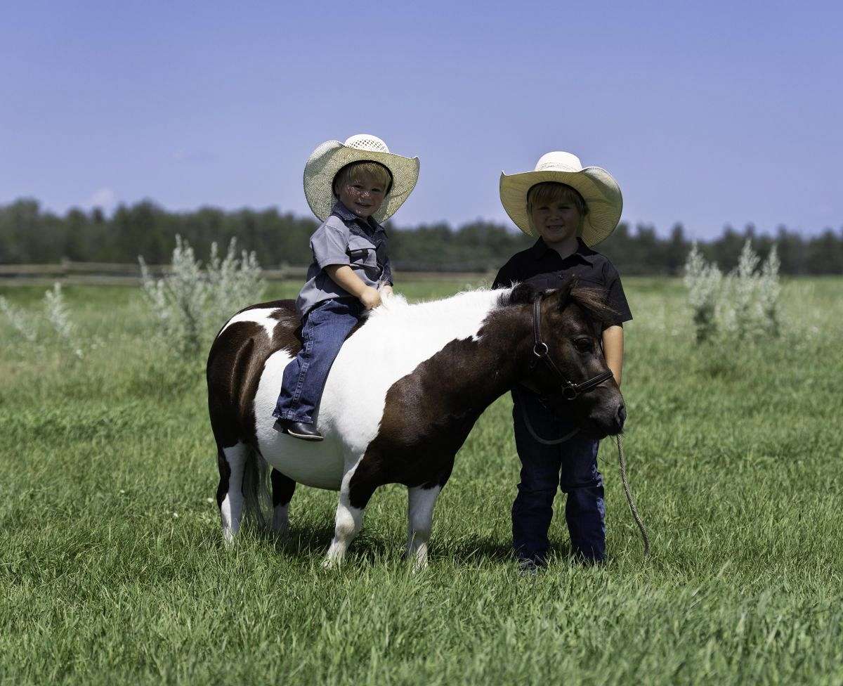 Haystack - Super Cute 4 Yr Old Black & White Pony Gelding!