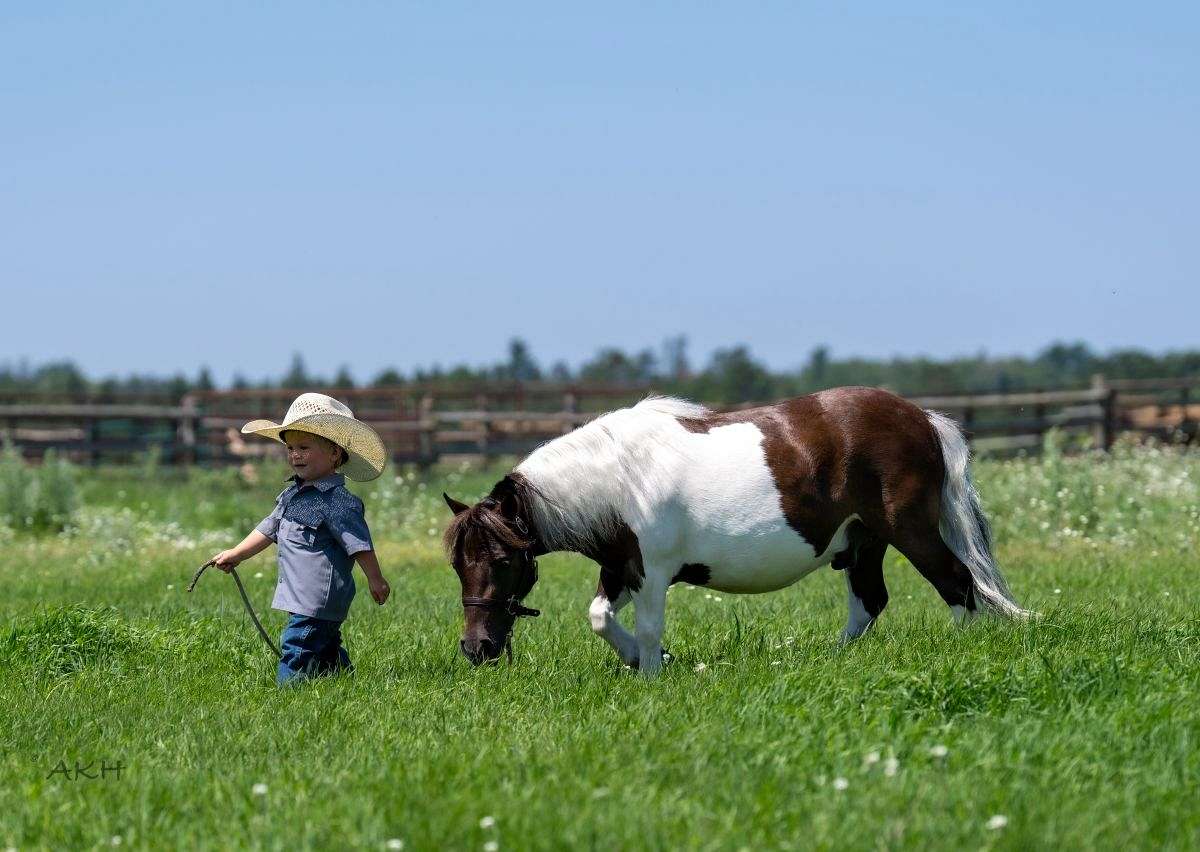 Haystack - Super Cute 4 Yr Old Black & White Pony Gelding!