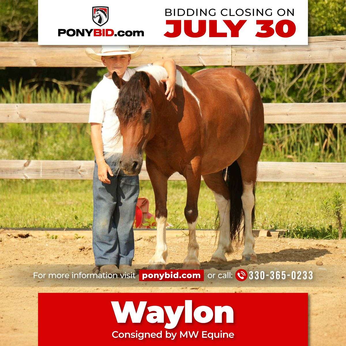 Waylon - Amazing Ranch/Rodeo Pony 10 Yr Old Paint Pony Gelding!