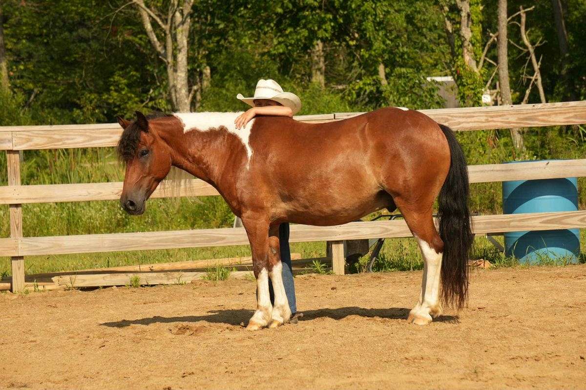 Waylon - Amazing Ranch/Rodeo Pony 10 Yr Old Paint Pony Gelding!