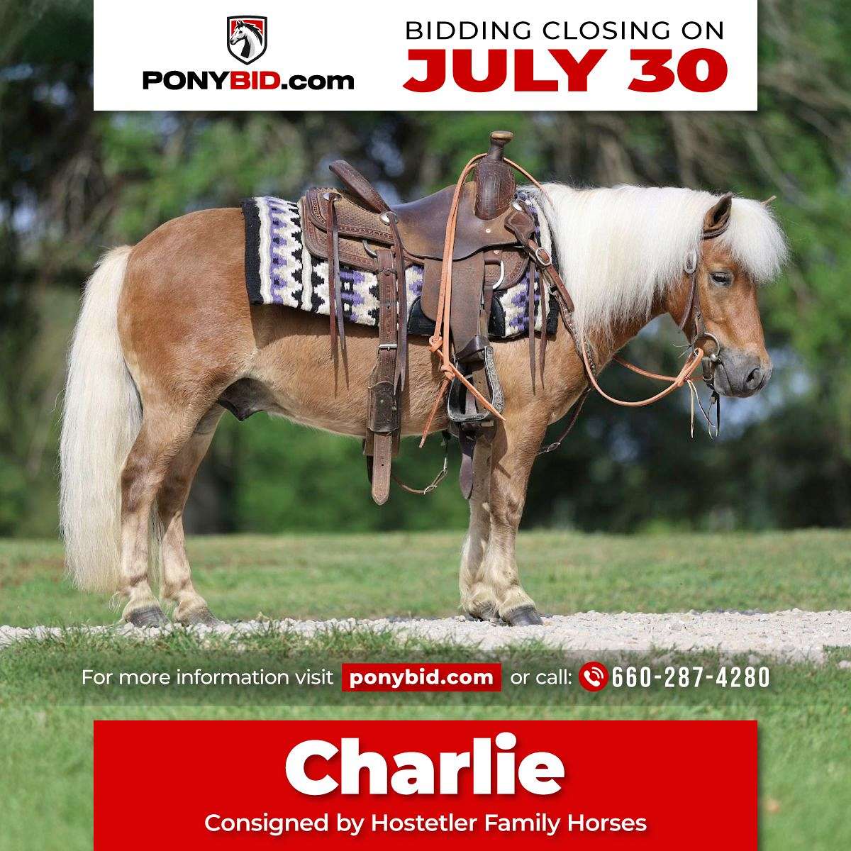 Charlie - Family Pony Deluxe 10 Yr Old Sorrel Pony Gelding!