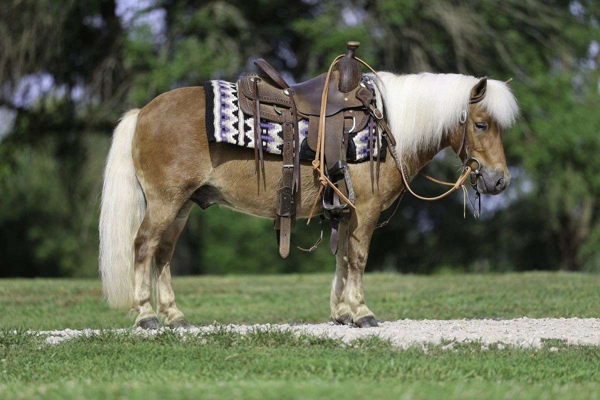 Charlie - Family Pony Deluxe 10 Yr Old Sorrel Pony Gelding!