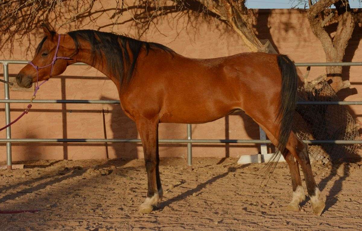 4 Socks, Flashy 15.2hh 6yo Arab Gelding Show Experience