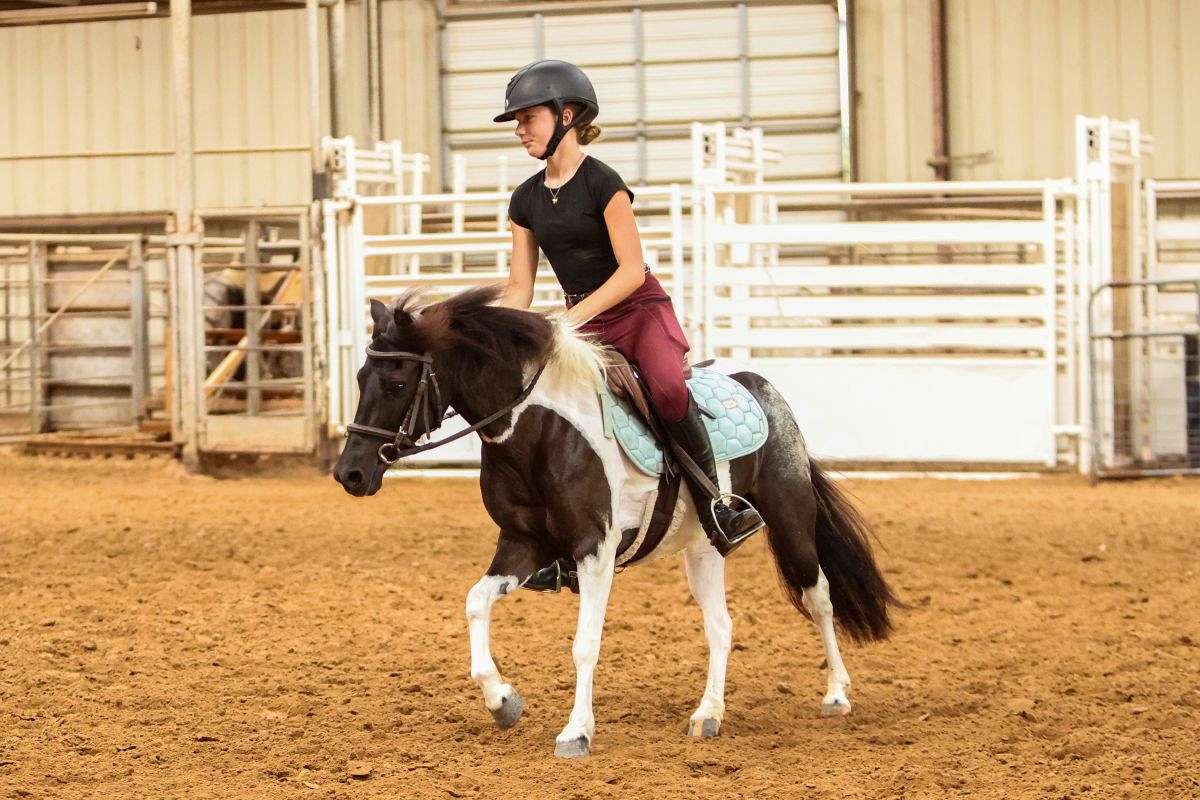 Bonnie - Absolutely Adorable 6 Yr Old Black Paint Pony Mare!