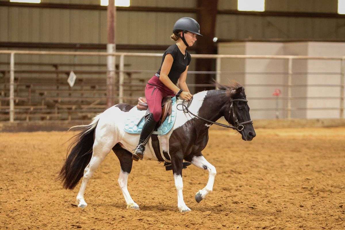 Bonnie - Absolutely Adorable 6 Yr Old Black Paint Pony Mare!