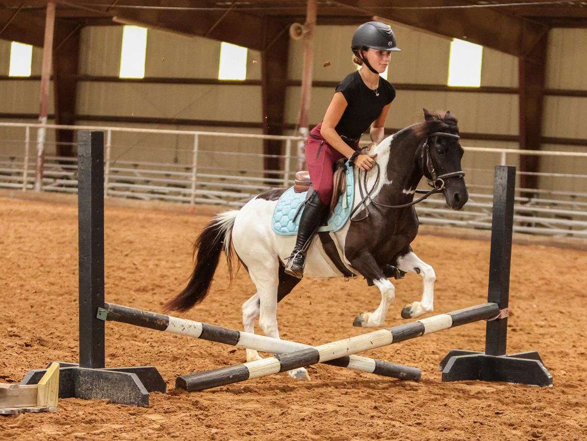 Bonnie - Absolutely Adorable 6 Yr Old Black Paint Pony Mare!