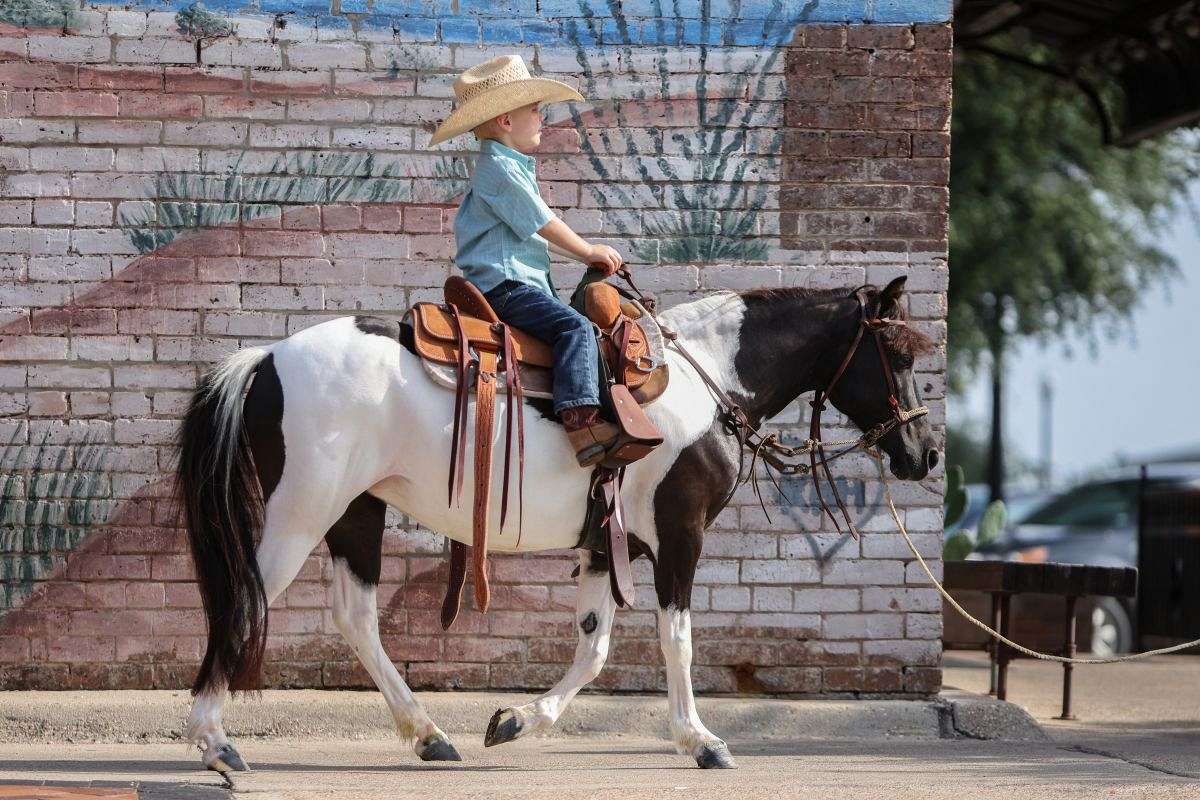 Bonnie - Absolutely Adorable 6 Yr Old Black Paint Pony Mare!
