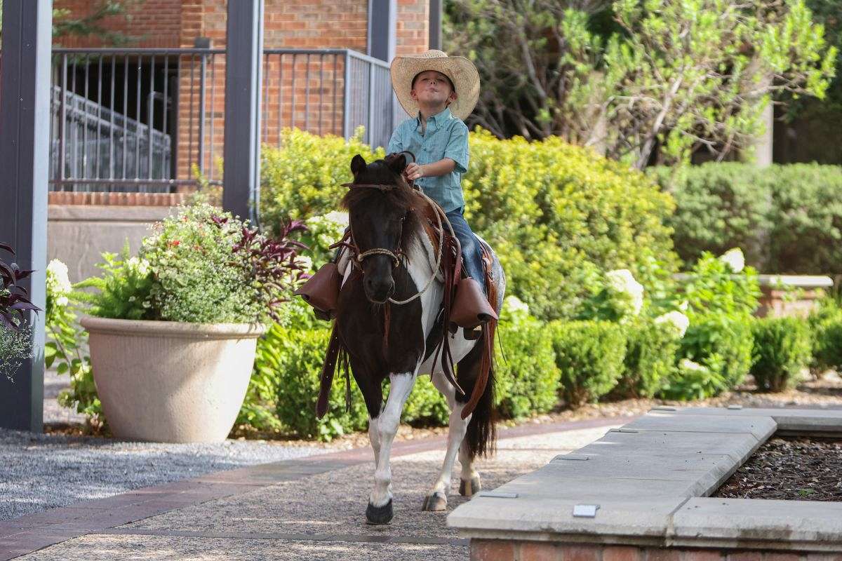 Bonnie - Absolutely Adorable 6 Yr Old Black Paint Pony Mare!