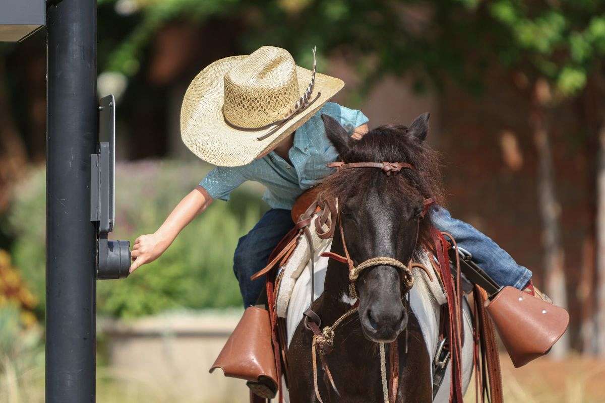 Bonnie - Absolutely Adorable 6 Yr Old Black Paint Pony Mare!