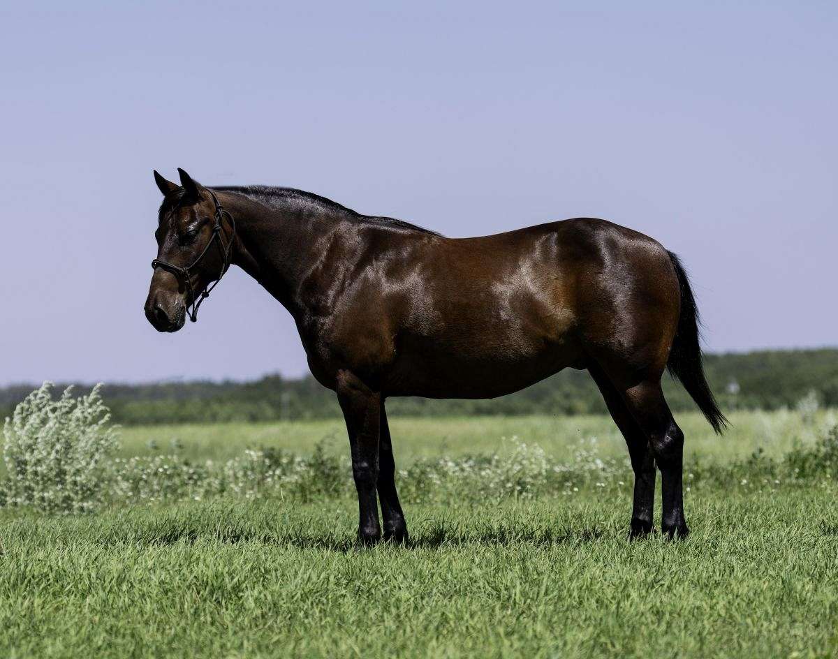 Bob - Gentle & Reliable Mount 13 Yr Old Bay Quarter Pony Gelding!