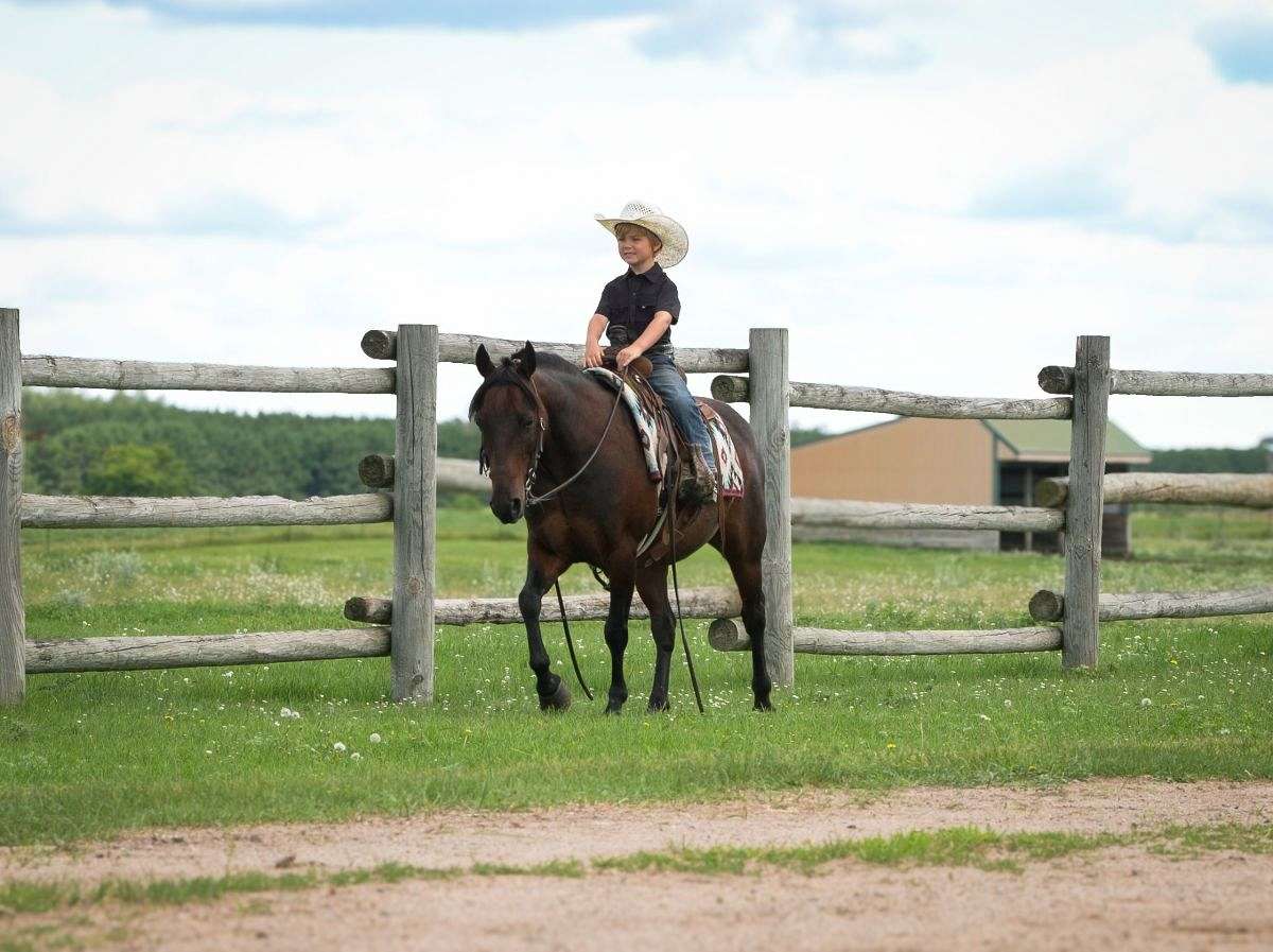 Bob - Gentle & Reliable Mount 13 Yr Old Bay Quarter Pony Gelding!
