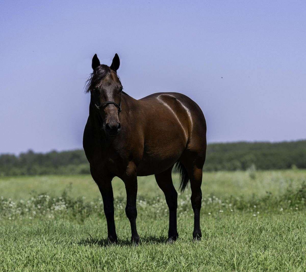 Bob - Gentle & Reliable Mount 13 Yr Old Bay Quarter Pony Gelding!