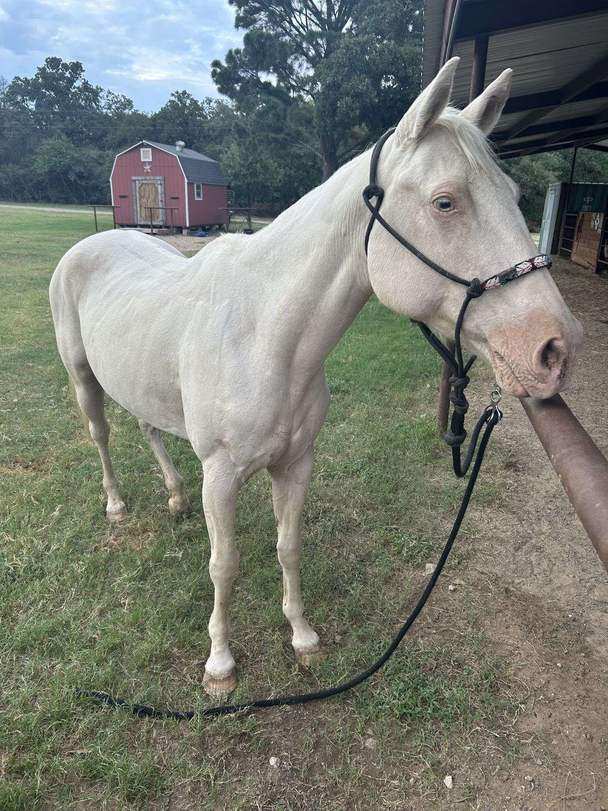 Caddy – 2001 Perlino Mare | Sweet, Safe, and Kid-Friendly