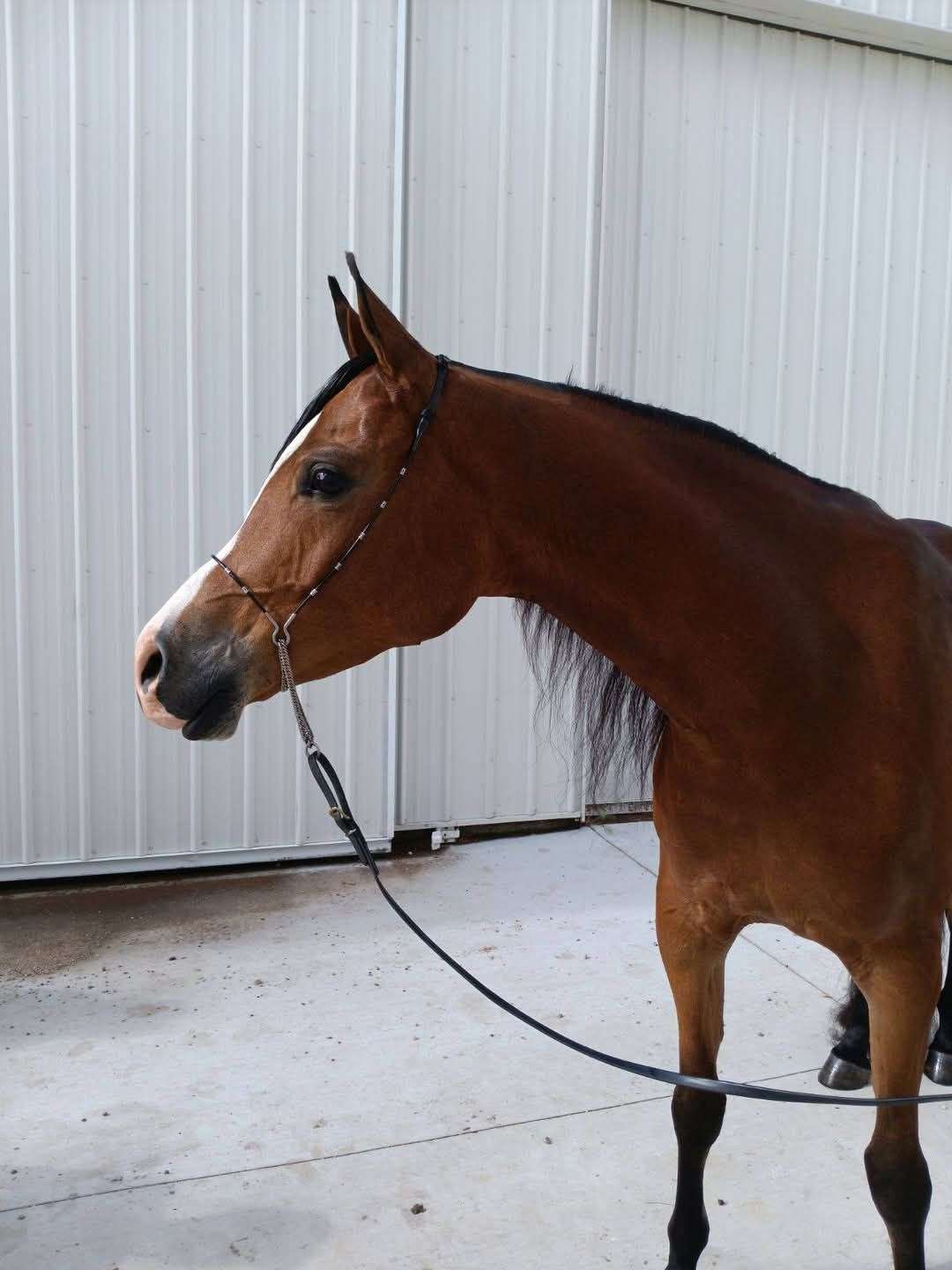 Gentle Purebred Registered Arabian Gelding